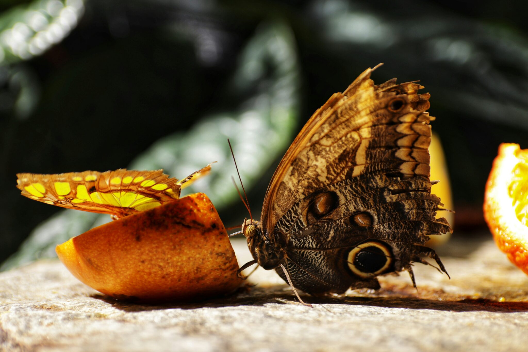 Moths vs Butterflies Surprising Facts and Key Differences